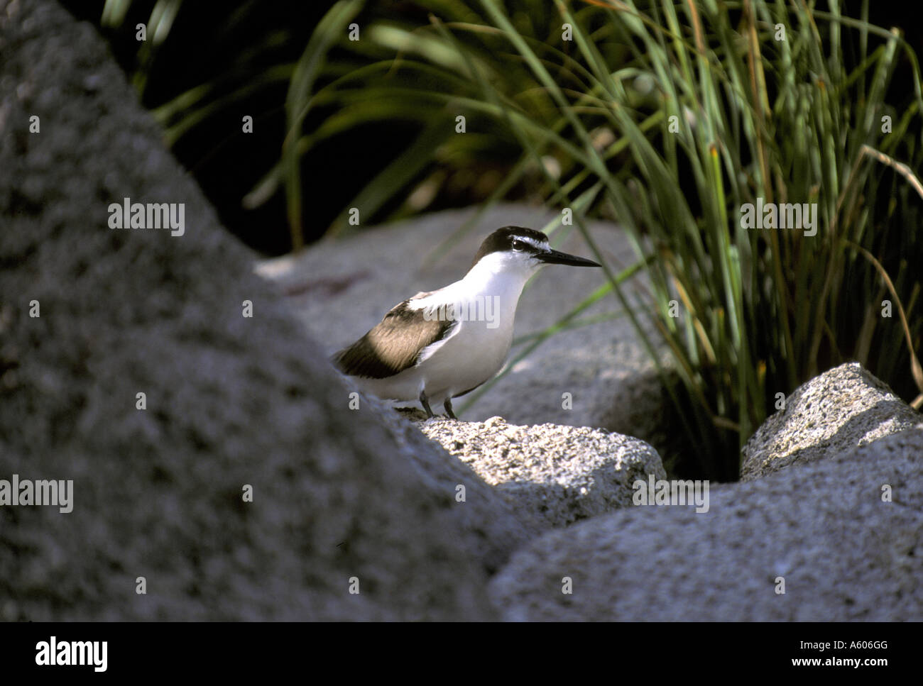 Bridled Tern Sterna anaethetus Adult Stock Photo - Alamy