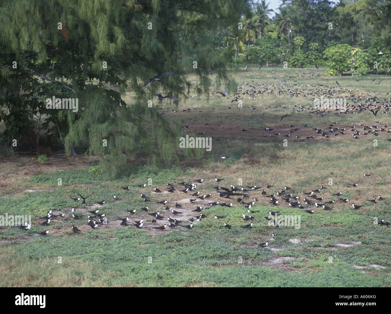 Tern Sooty Sterna fuscata Nesting colony Bird Island Seychelles Stock ...