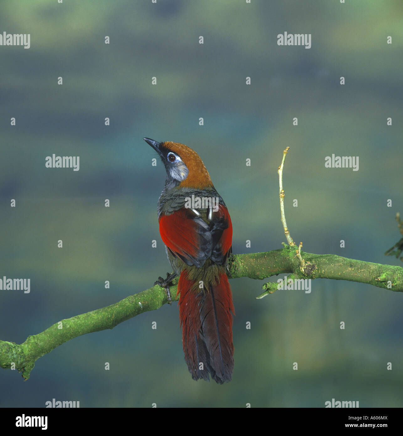 Red Tailed Laughing Thrush High Resolution Stock Photography and Images ...