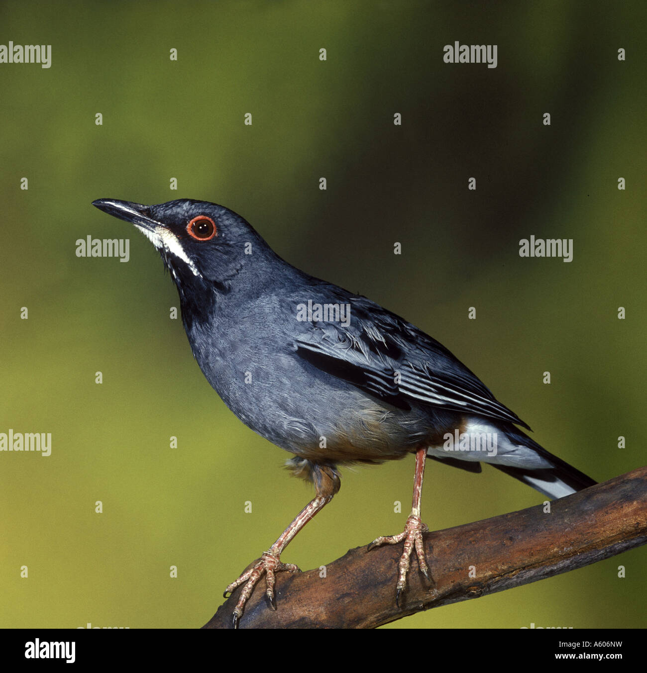 Red legged thrush hi-res stock photography and images - Alamy
