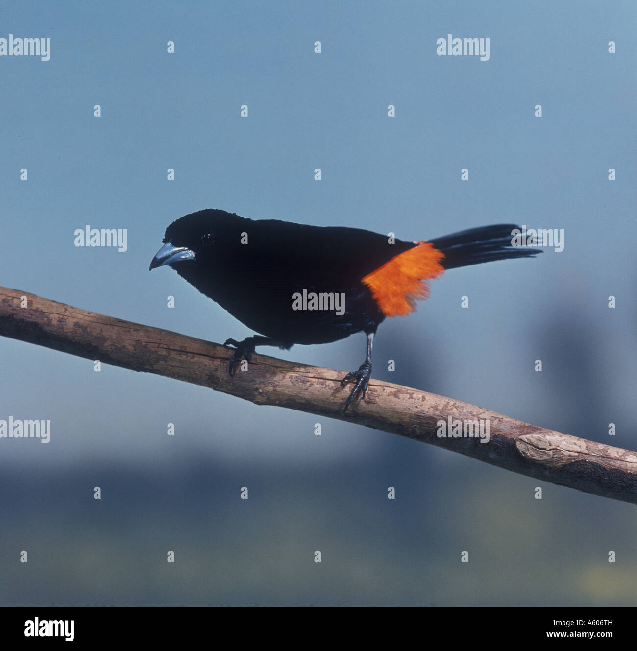 Scarlet rumped Tanager Ramphocelus passerini Stock Photo - Alamy