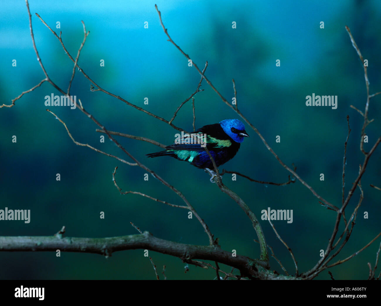 Tangara cyanicollis hi-res stock photography and images - Alamy