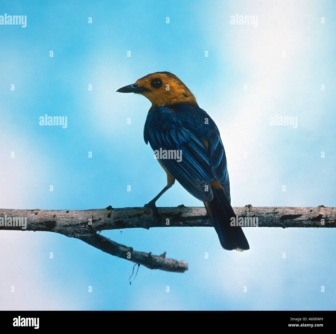 Orange headed ground thrush Zoothera citrina Stock Photo - Alamy