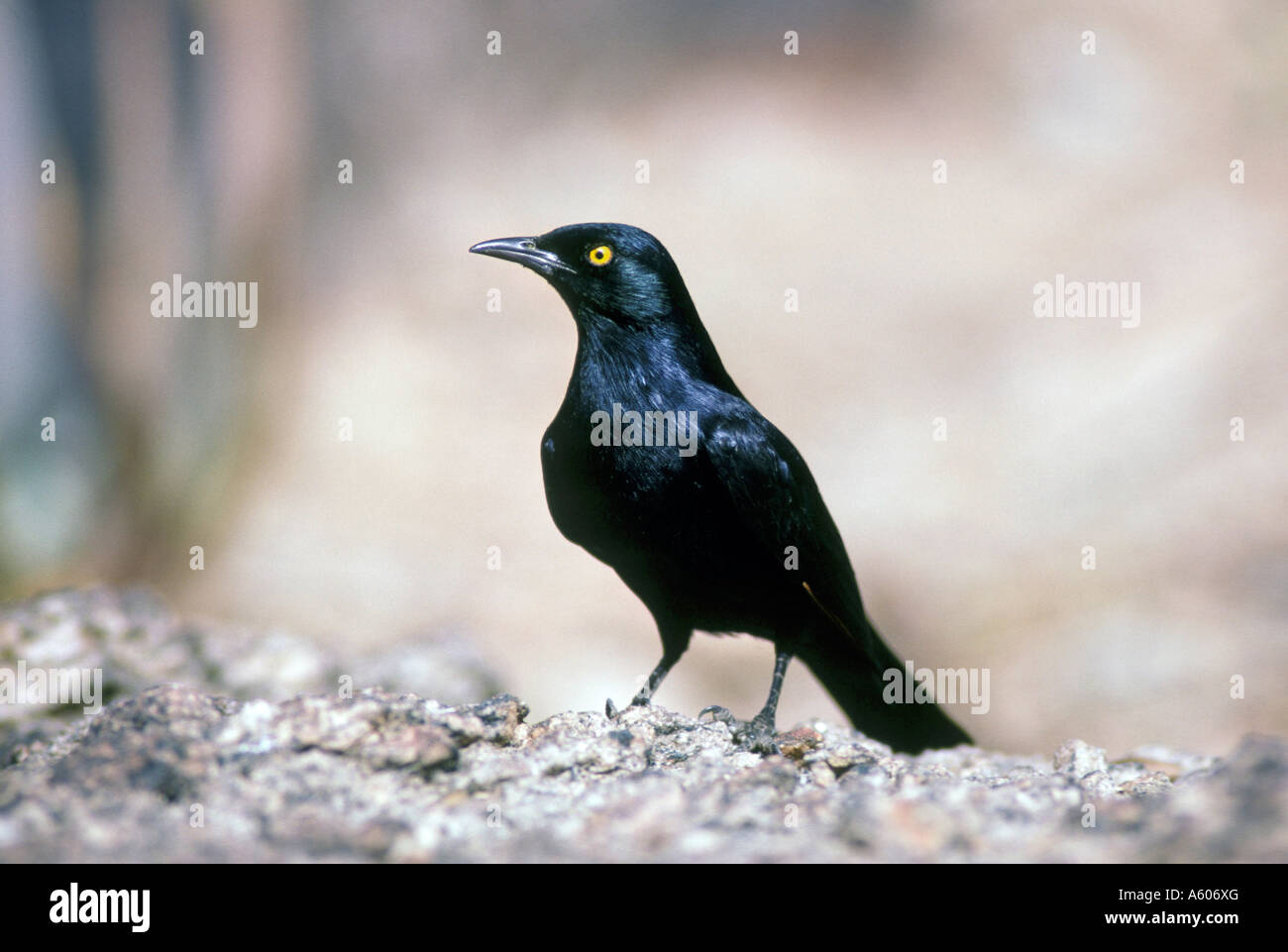 Pale winged Starling Onychognathus nabouroup Stock Photo - Alamy