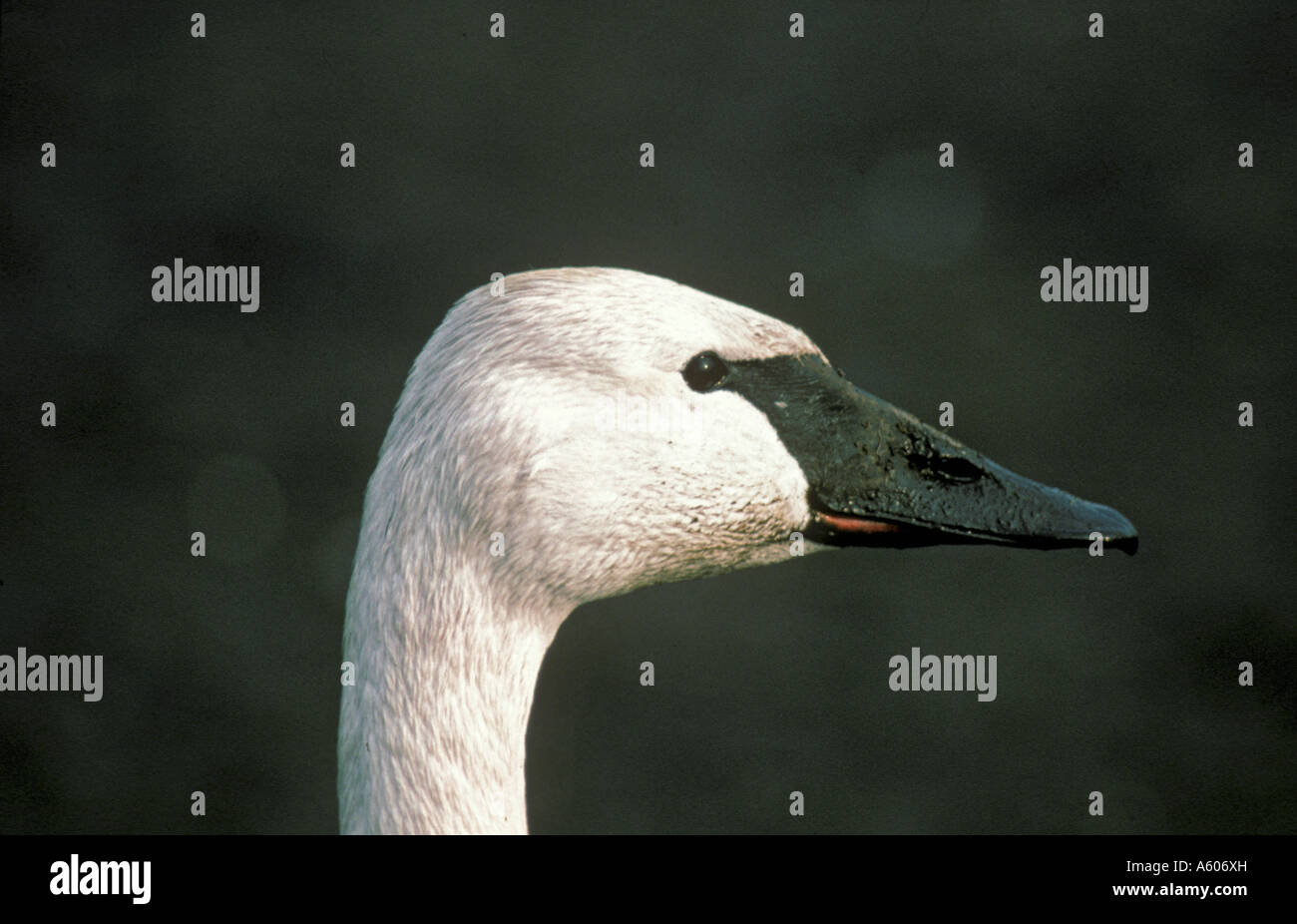 Trumpeter Swan Cygnus buccinator Stock Photo - Alamy