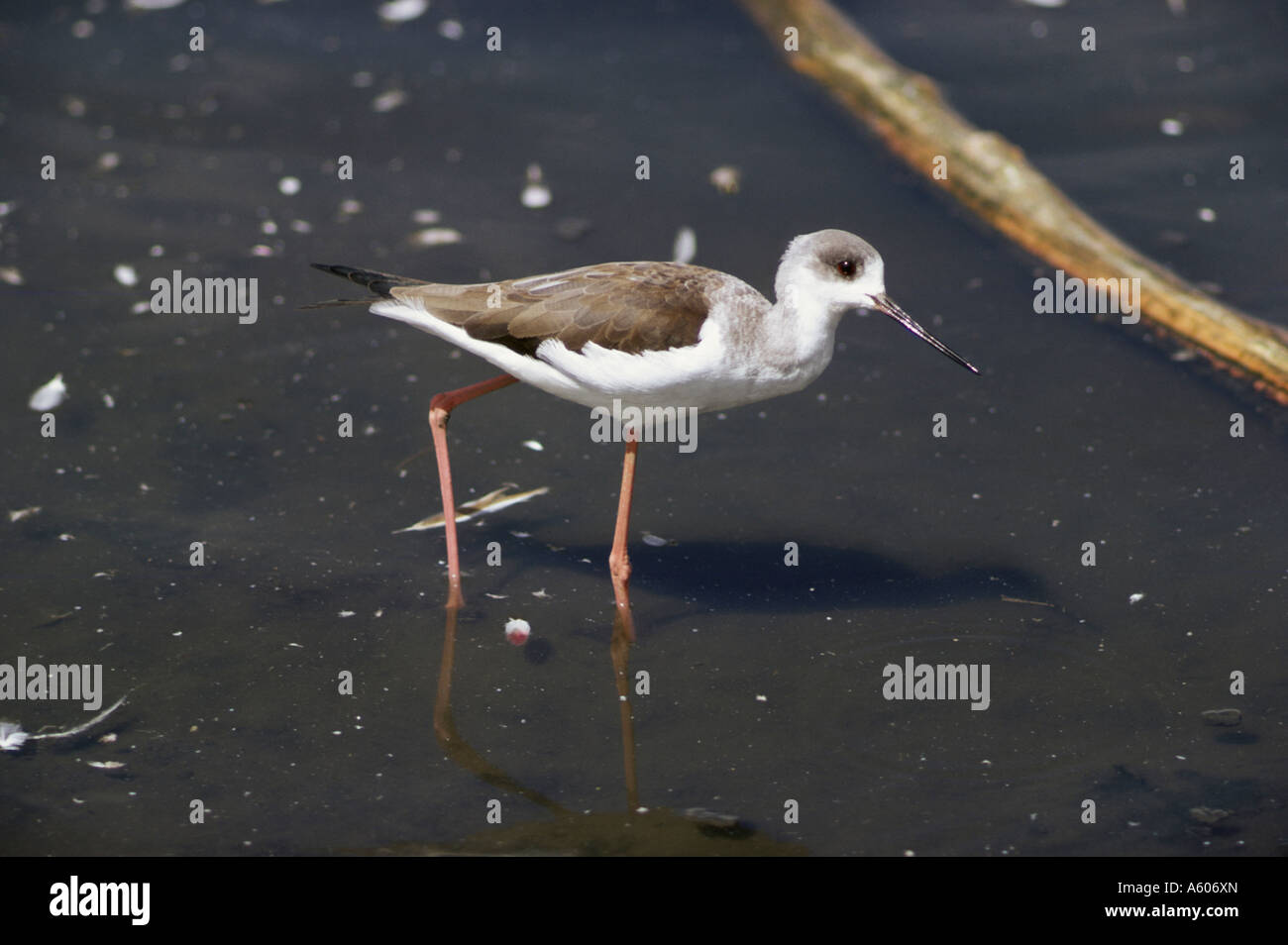 Black winged Stilt taken at Lake Nakuru kenya in 1972 by David Hosking ...