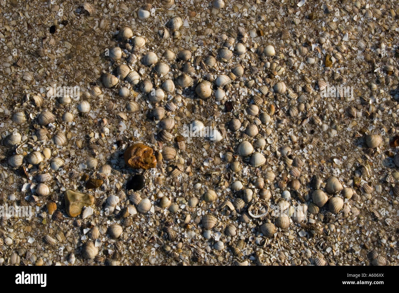common cockle shells on the beach Stock Photo - Alamy