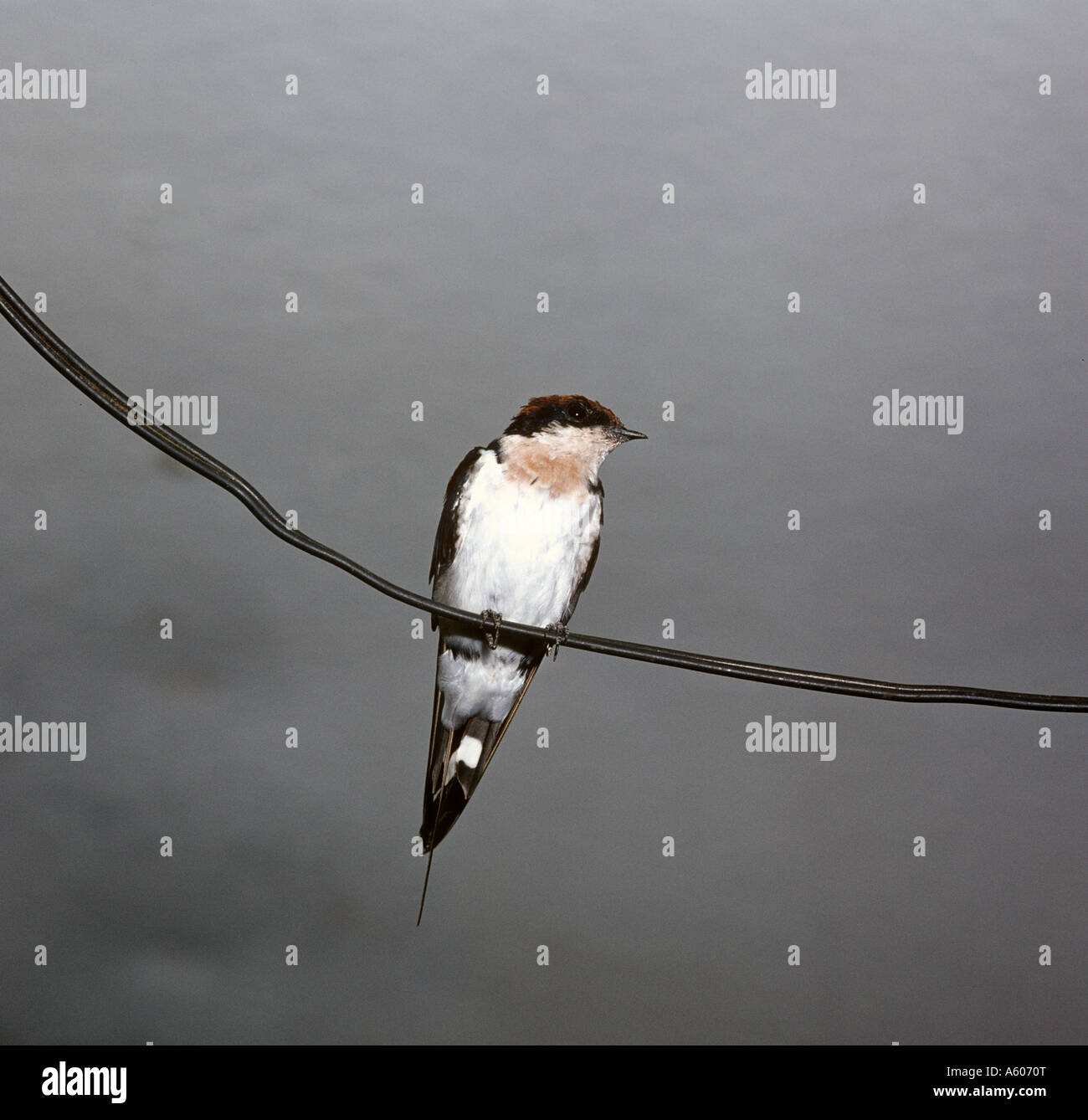 wire tailed swallow Hirundo smithii Stock Photo - Alamy