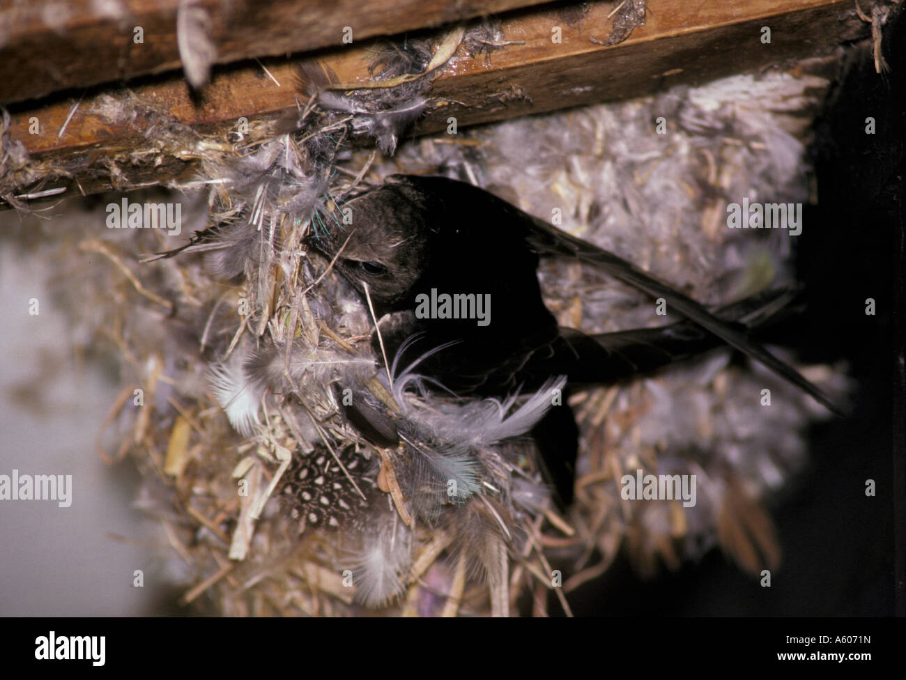 Little swift at nest Stock Photo - Alamy