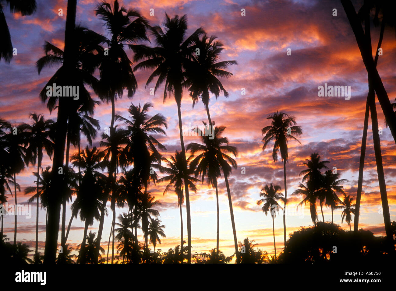 PALM TREE BAY AT DAR Es SALAaM TANZANIA East AFRICA Stock Photo - Alamy