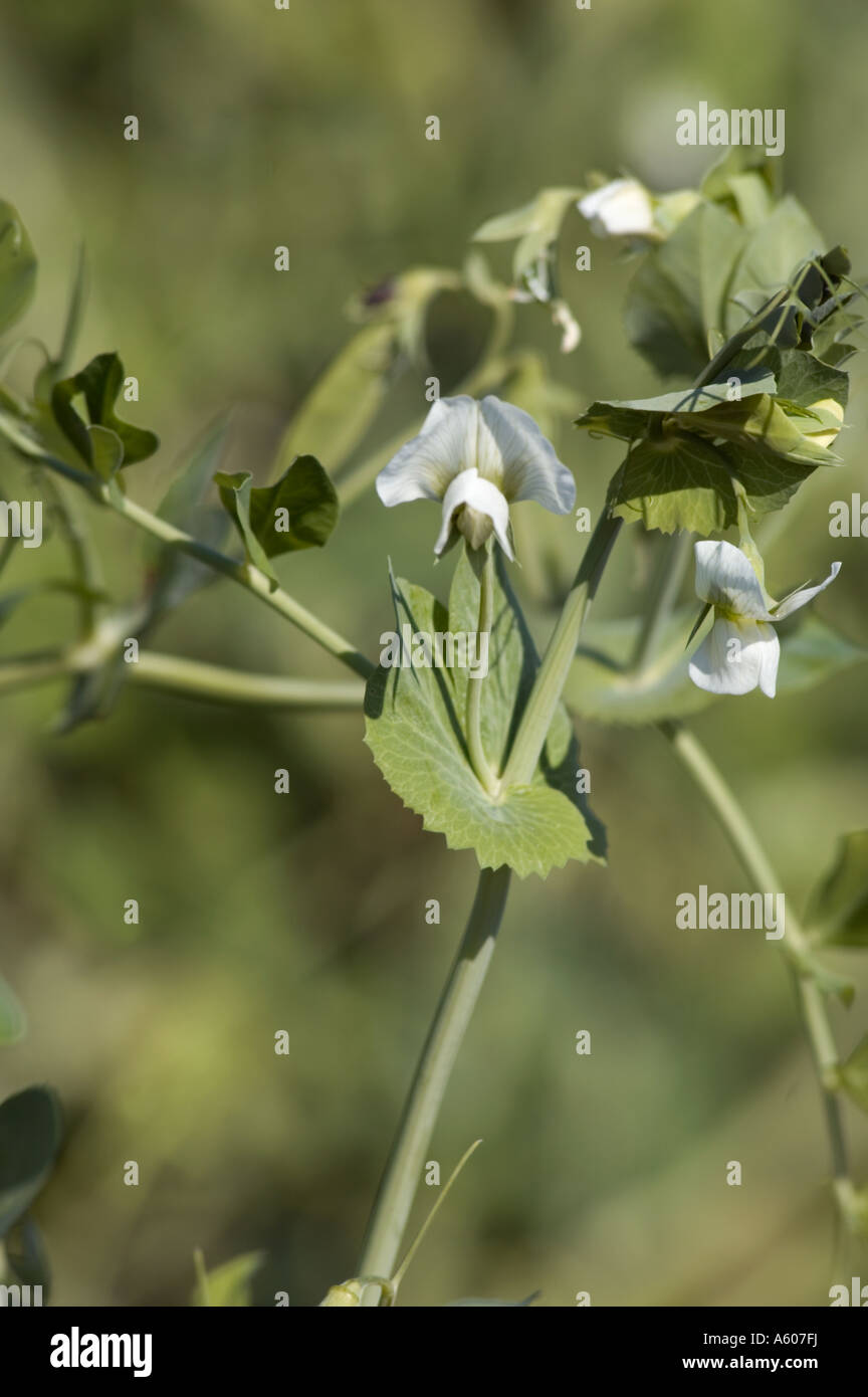 Sugar Pea vegetable plant Flower Stock Photo - Alamy