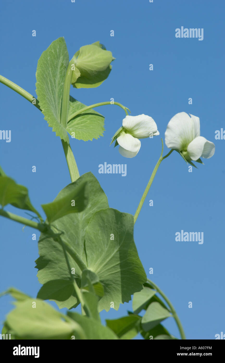 Sugar Pea vegetable plant Flower Stock Photo - Alamy