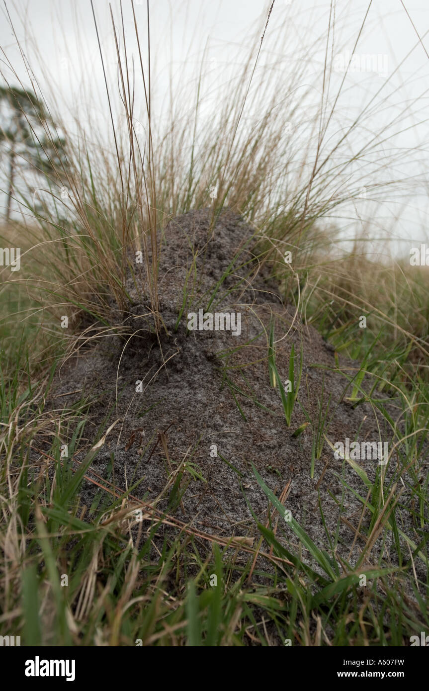Pile of insects hi-res stock photography and images - Alamy