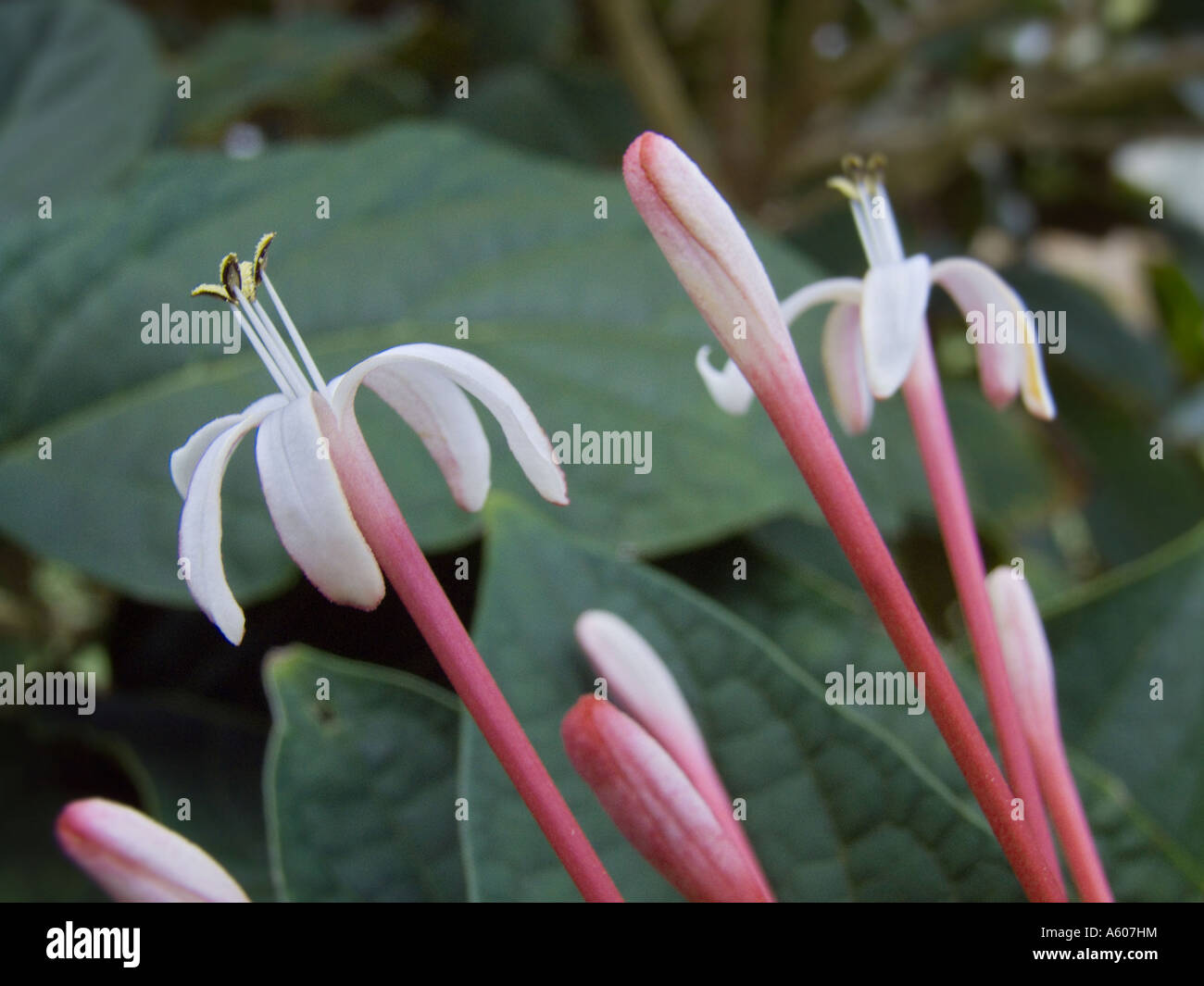 Clerodendron flowers hi-res stock photography and images - Alamy