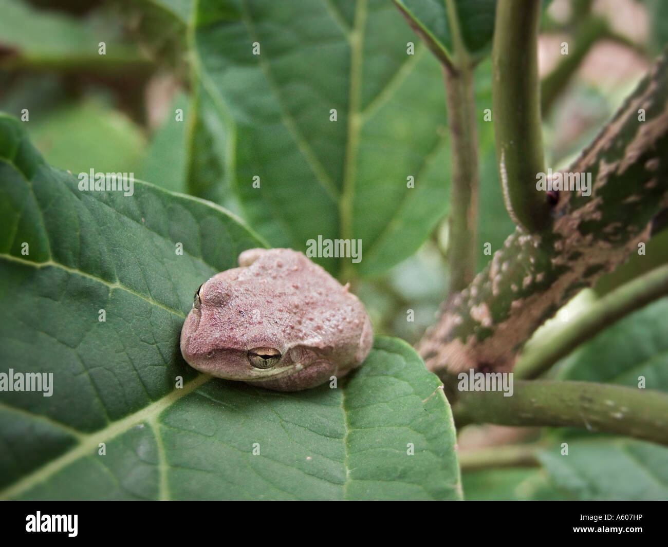 Cuban treefrog Osteopilus septentrionalis Clerodendron Glory Bower Glorybower leaf leaves ...