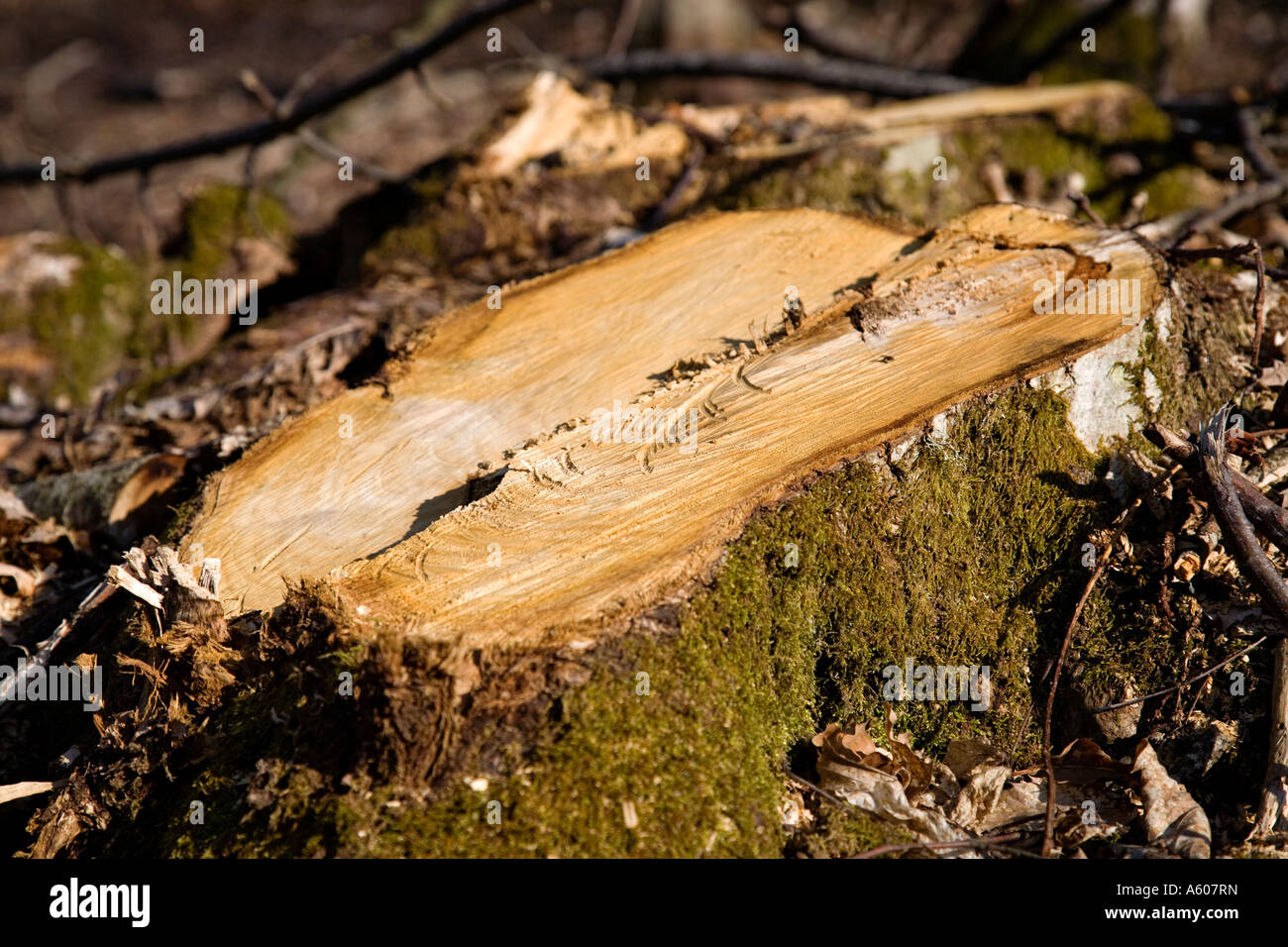 Freshly cut beech tree stump - italian Fagus sylvatica Stock Photo - Alamy