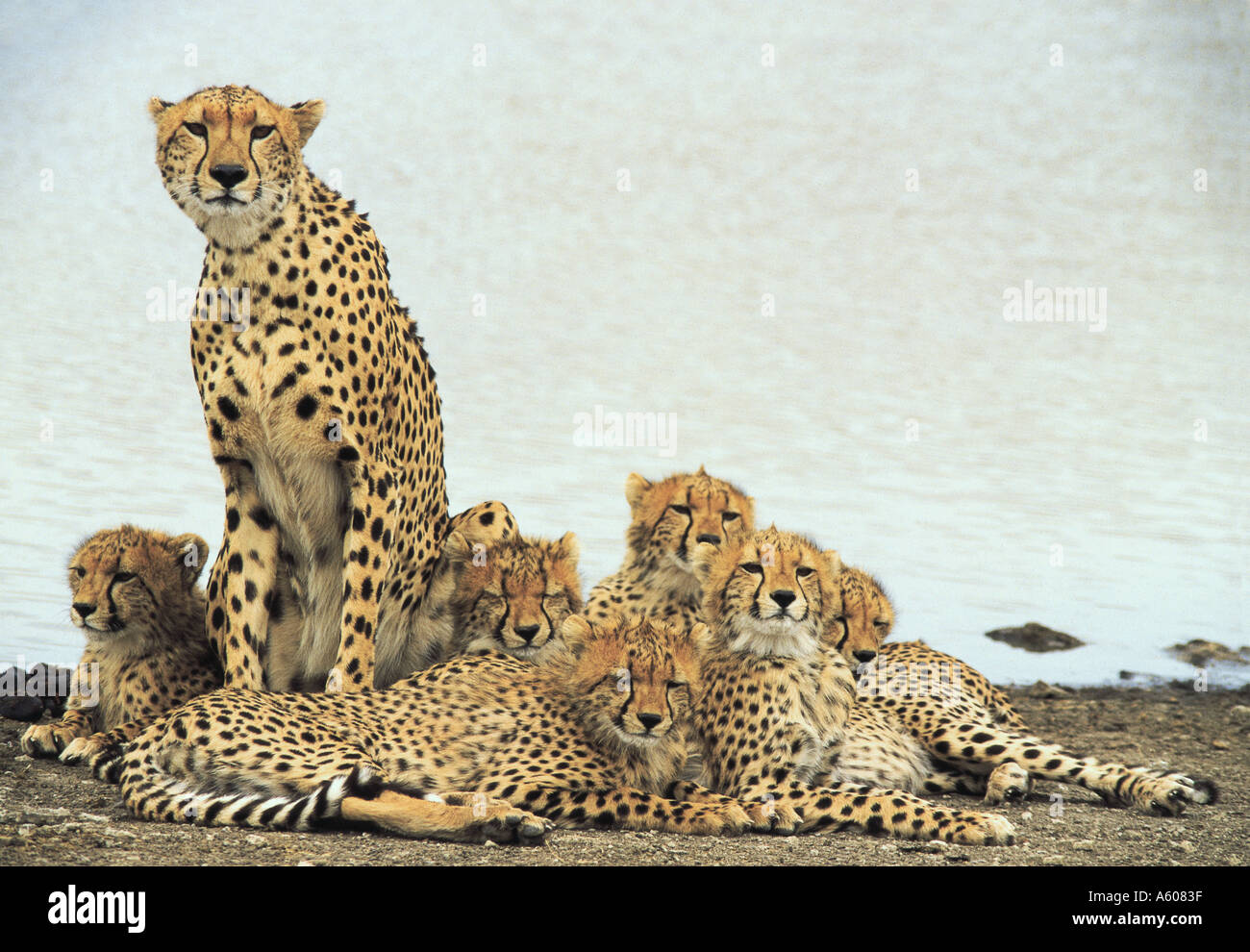 Nairobi Dam High Resolution Stock Photography and Images - Alamy