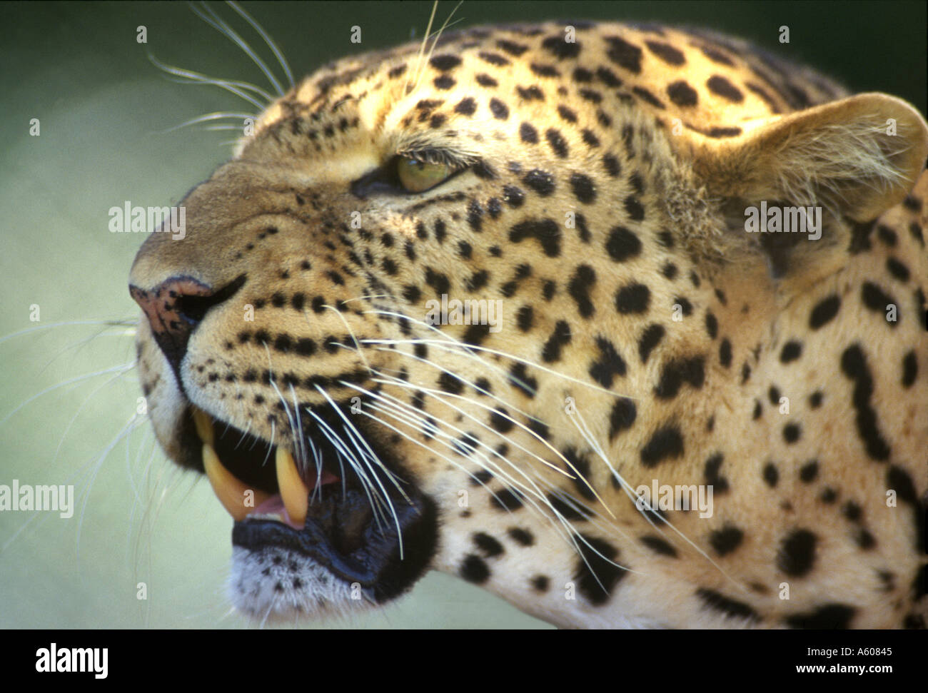 Leopard Panthera pardus Portrait of snarling adult male Nairobi ...