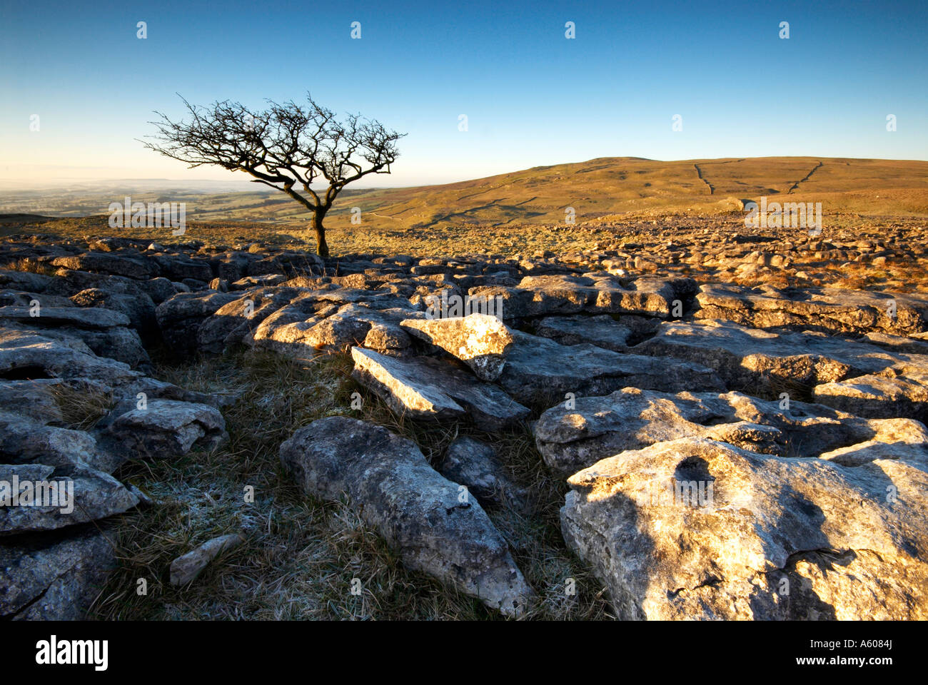 Lone Tree At Limestone Pavement Malham Yorkshire Dales UK Stock Photo ...