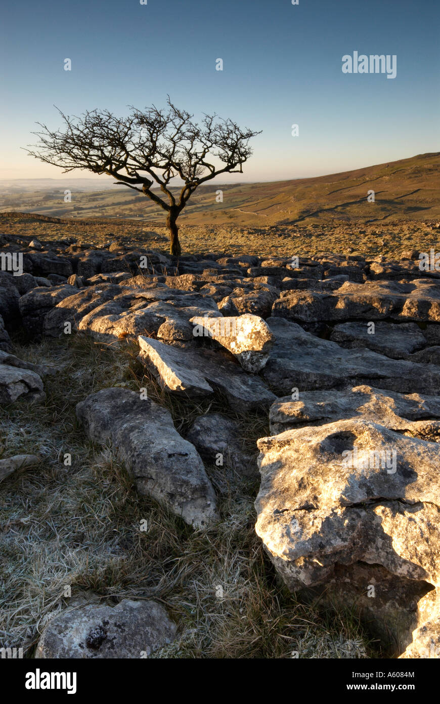 Lone Tree At The Limestone Pavement Malham Yorkshire Dales UK Stock ...