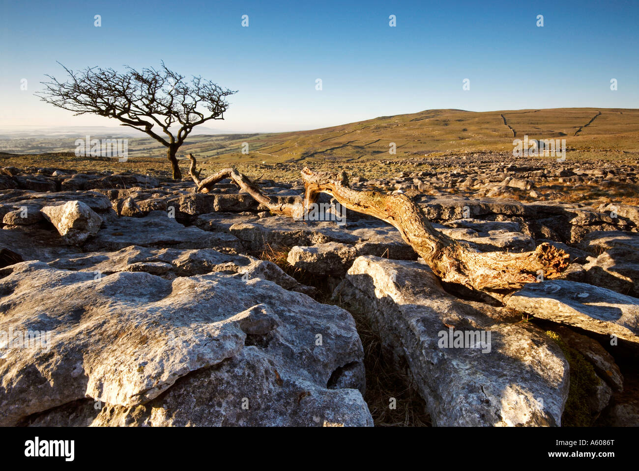 Hawthorn Tree And A Log Malham Yorkshire UK Stock Photo - Alamy
