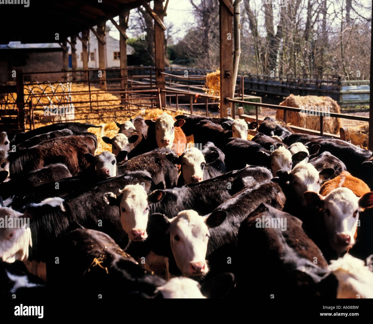 Hereford Cross Cattle Stock Photo - Alamy