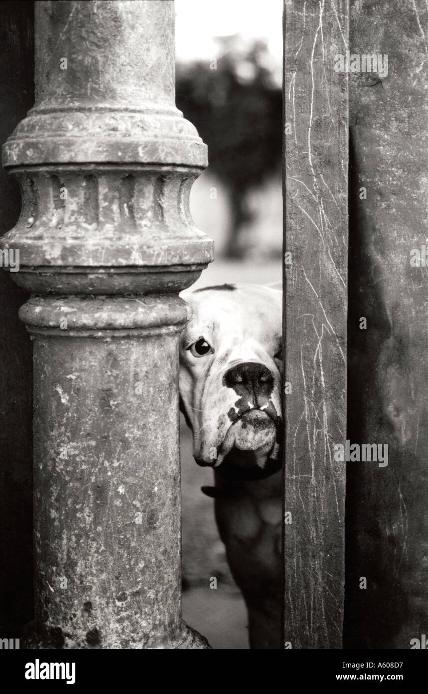 white dog standing behind a gate looking outside Stock Photo - Alamy