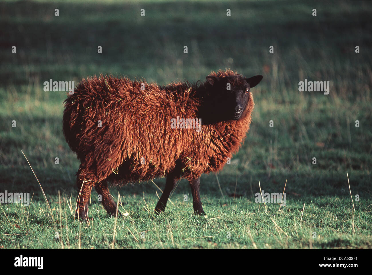 Ba ba black sheep hi-res stock photography and images - Alamy