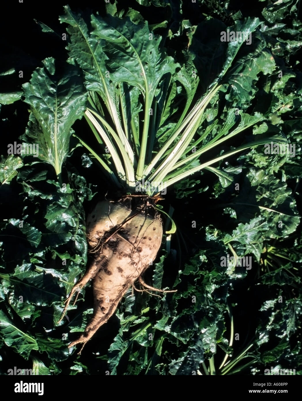 Sugar Beet Root and Field Norfolk England Great Britain Stock Photo - Alamy