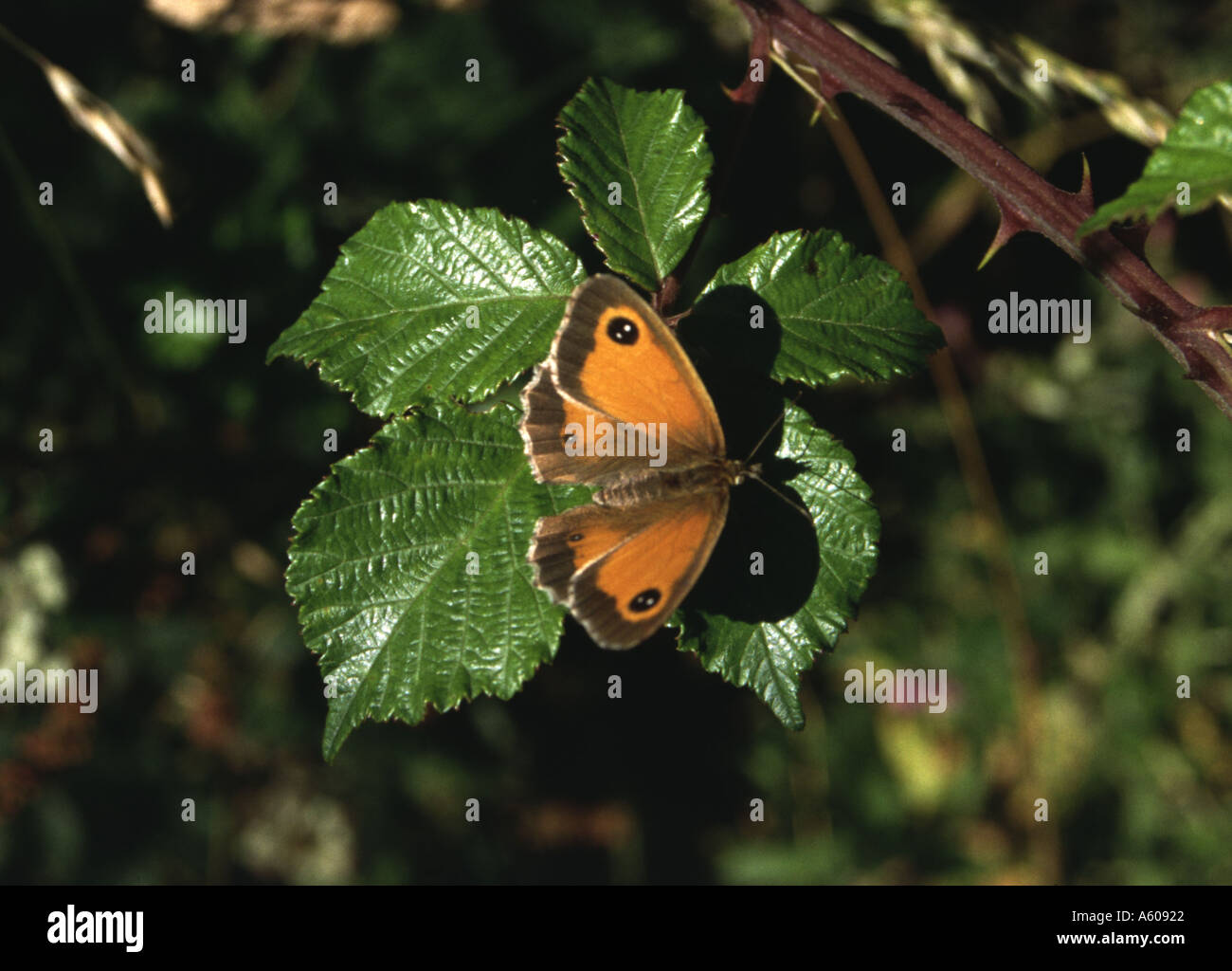 Gatekeeper female Pyronia tithonus Stock Photo - Alamy