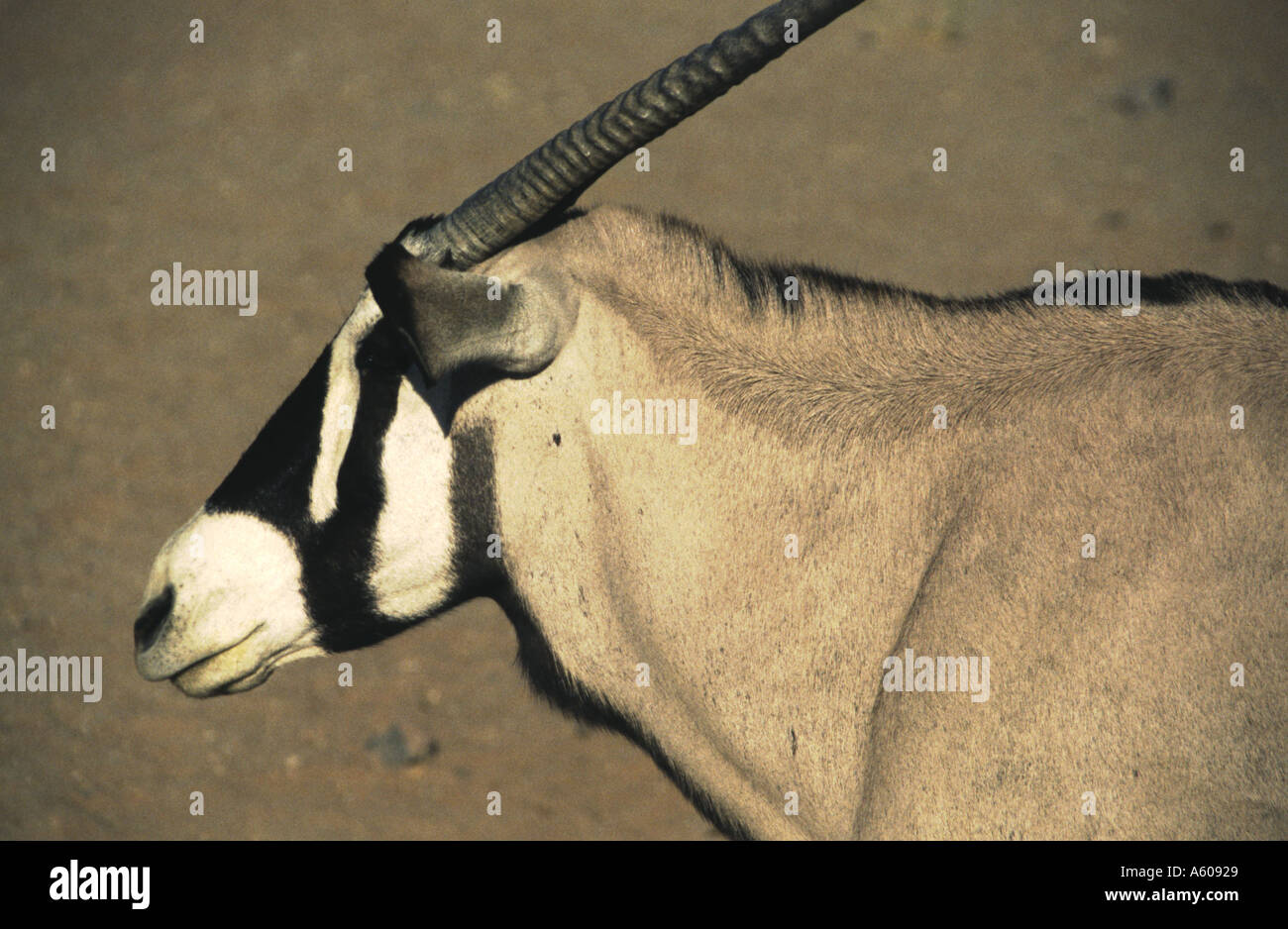 Gemsbok or Oryx Namib desert Namibia Stock Photo - Alamy