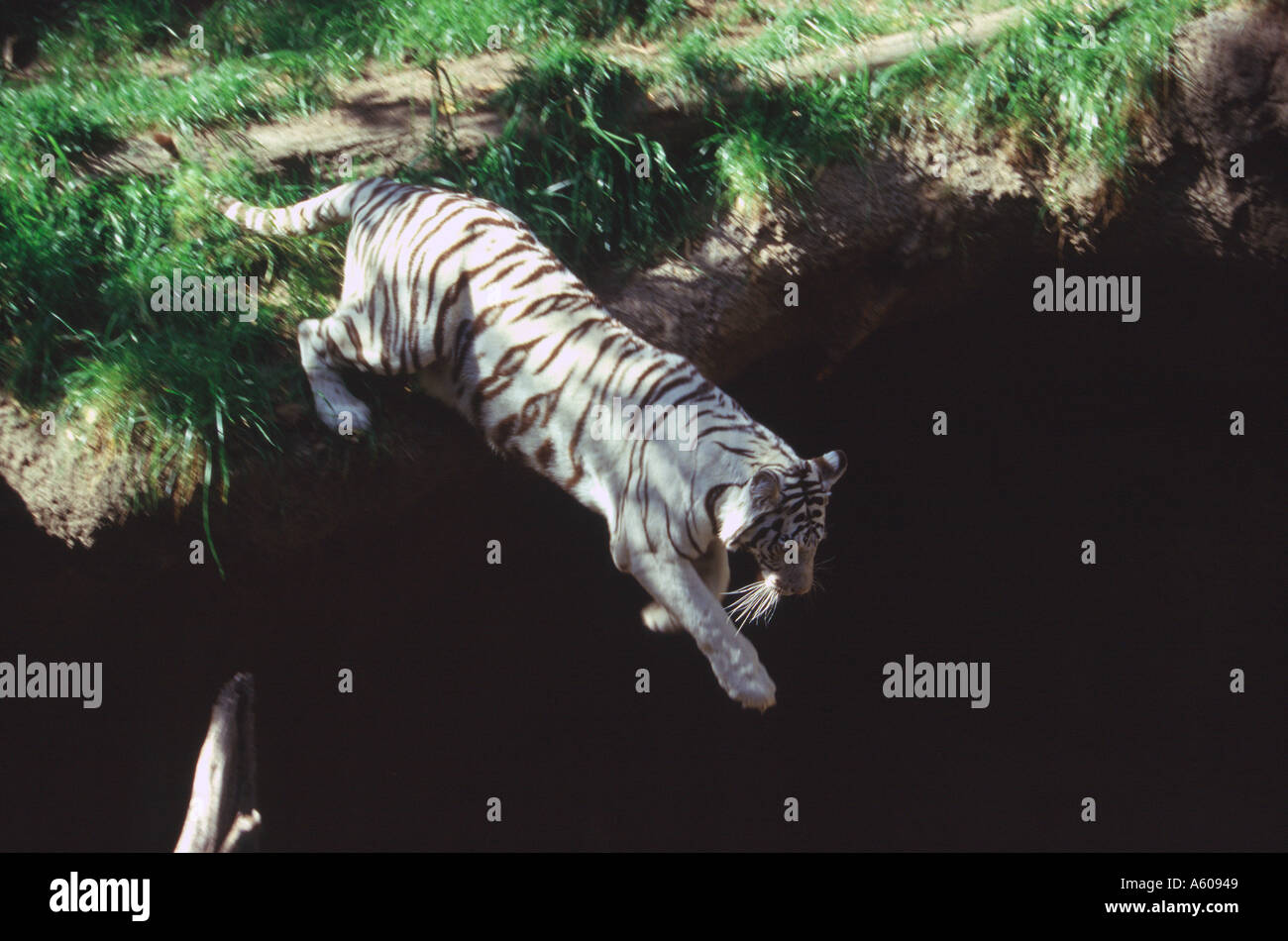 Tiger jumping prey india hi-res stock photography and images - Alamy