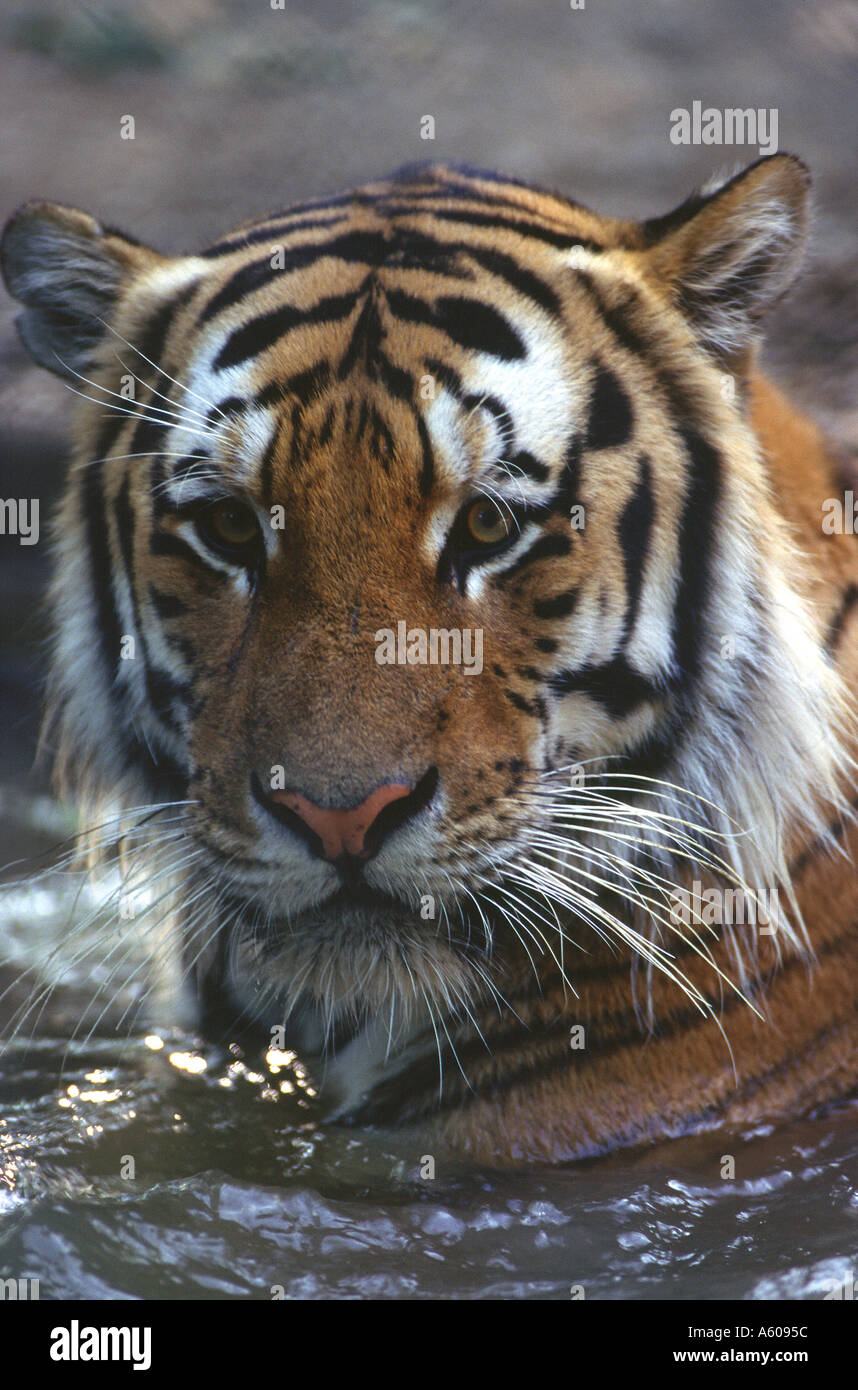 Siberian tiger bathing Stock Photo - Alamy