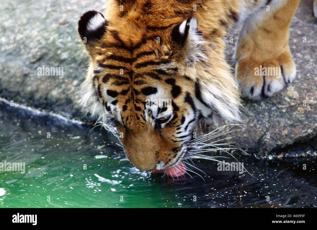 Siberian tiger drinking Stock Photo - Alamy