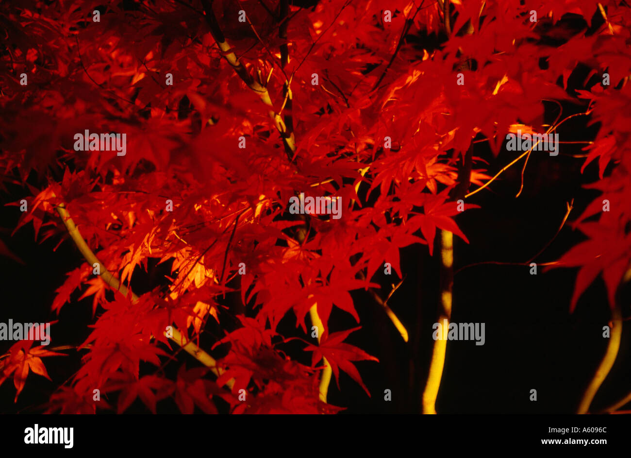 Night fall leaves hi-res stock photography and images - Alamy