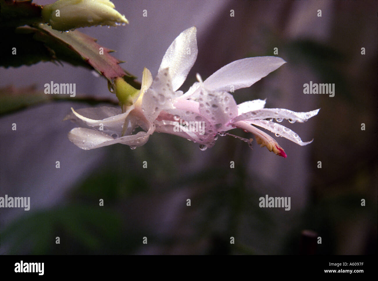 Zygocacti hi-res stock photography and images - Alamy