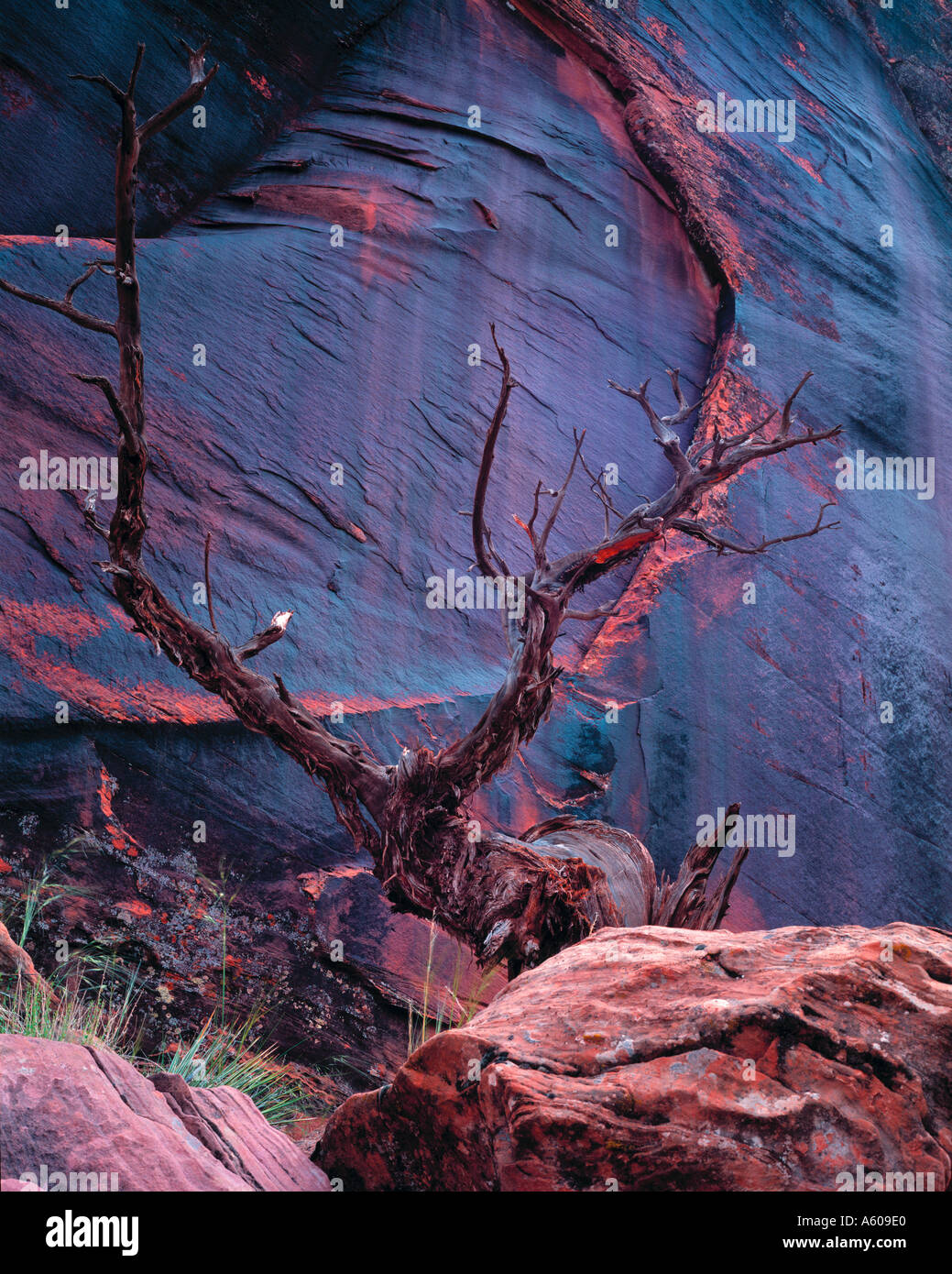 Juniper snag hi-res stock photography and images - Alamy