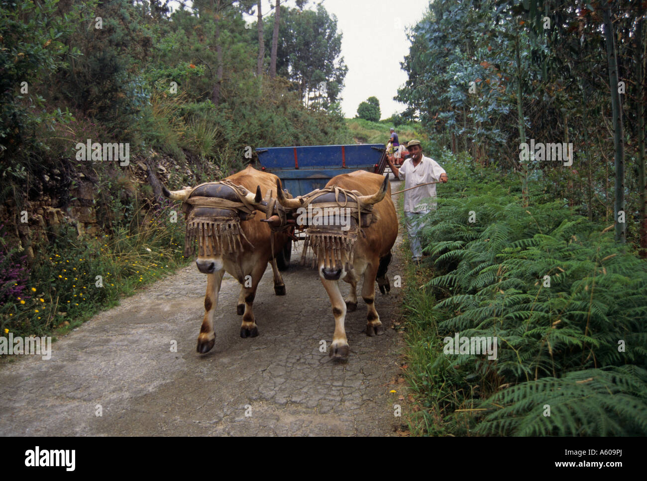 Ox pulled carriage hi-res stock photography and images - Alamy