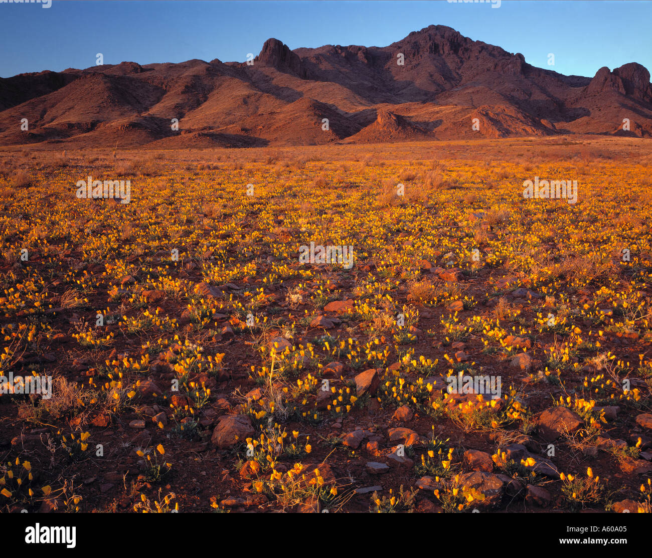 Gold poppies hi-res stock photography and images - Alamy