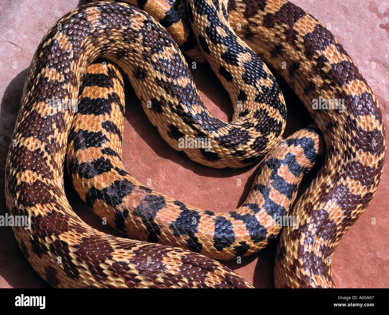 Great basin gopher snake hi-res stock photography and images - Alamy