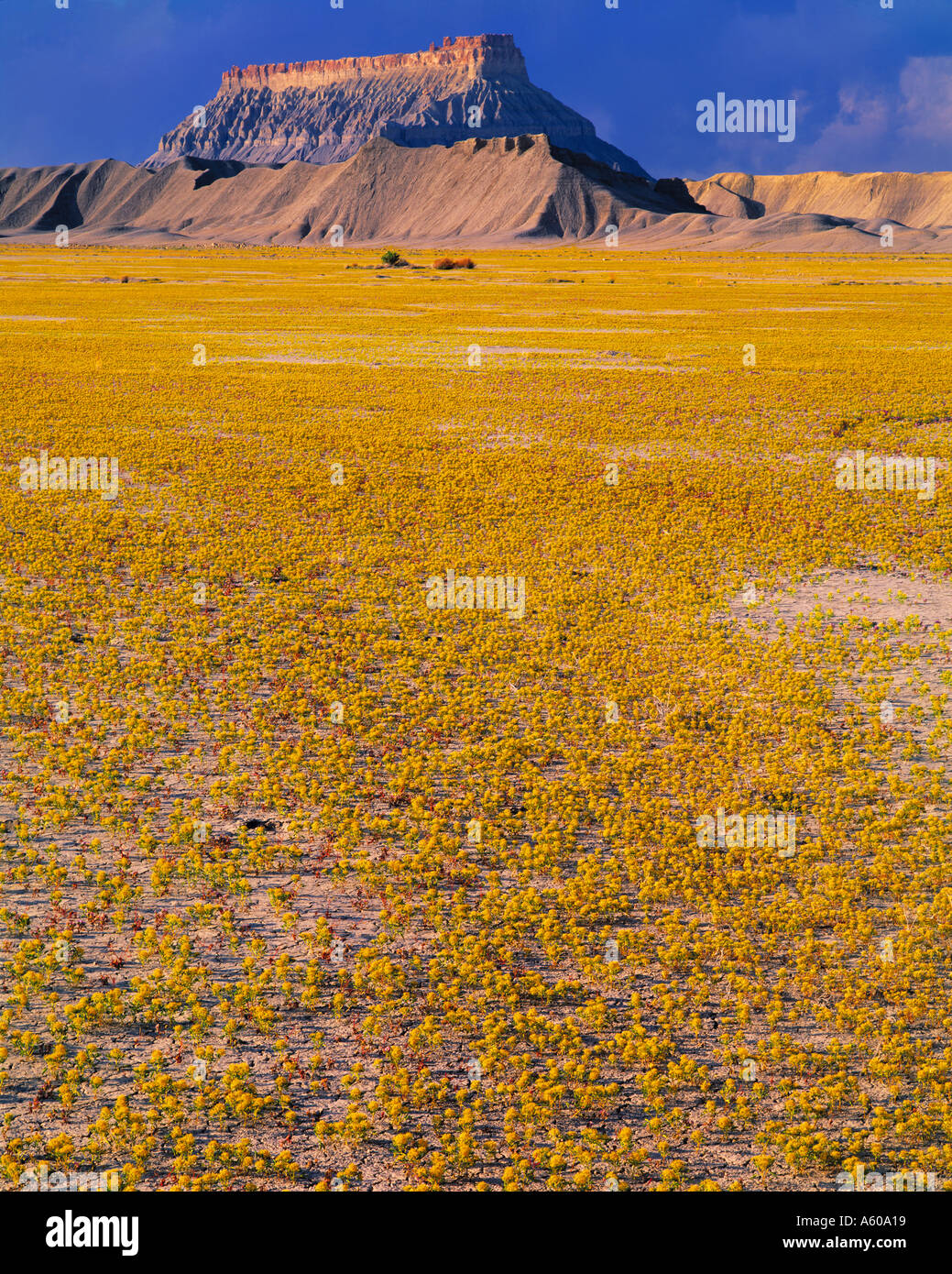 Field of Bee Plants Factory Butte Proposed San Rafael Swell Wilderness ...