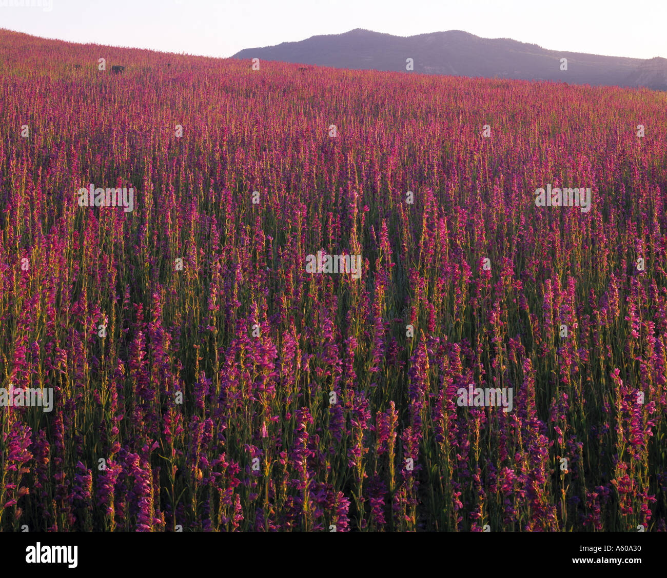 Colorado Loco Blooms Carson National Forest New Mexico Stock Photo - Alamy