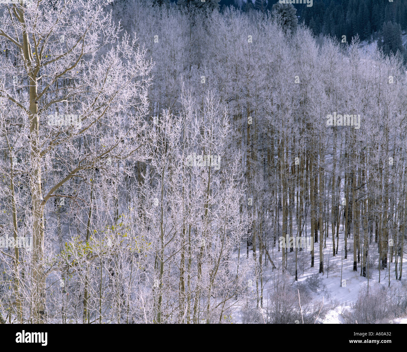 Trees in rime ice hi-res stock photography and images - Alamy