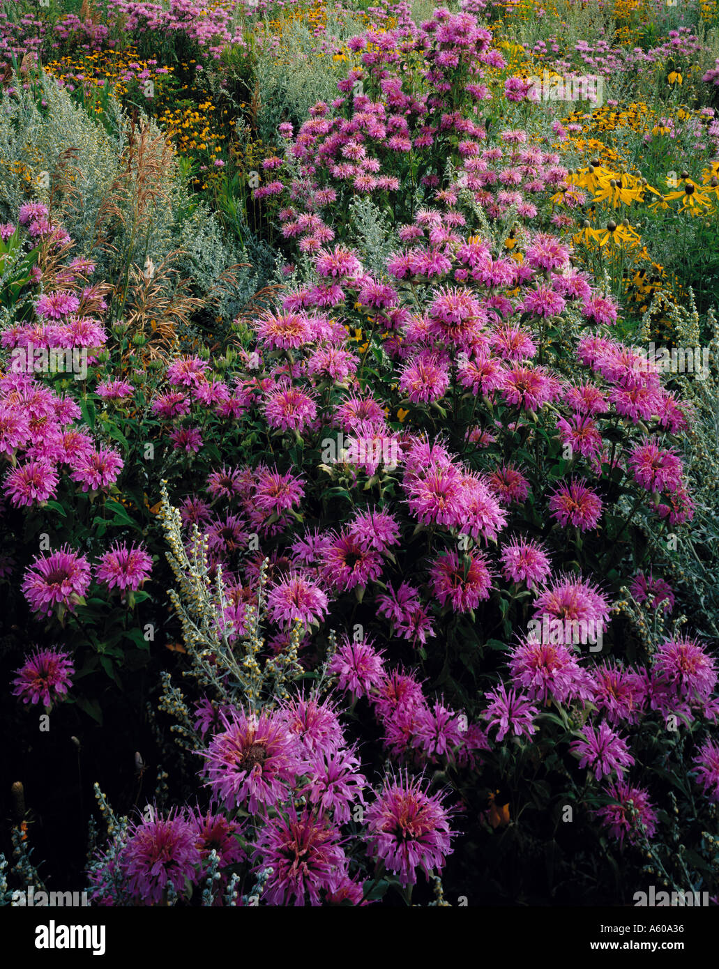 Iowa Wildflowers Stock Photos & Iowa Wildflowers Stock Images - Alamy