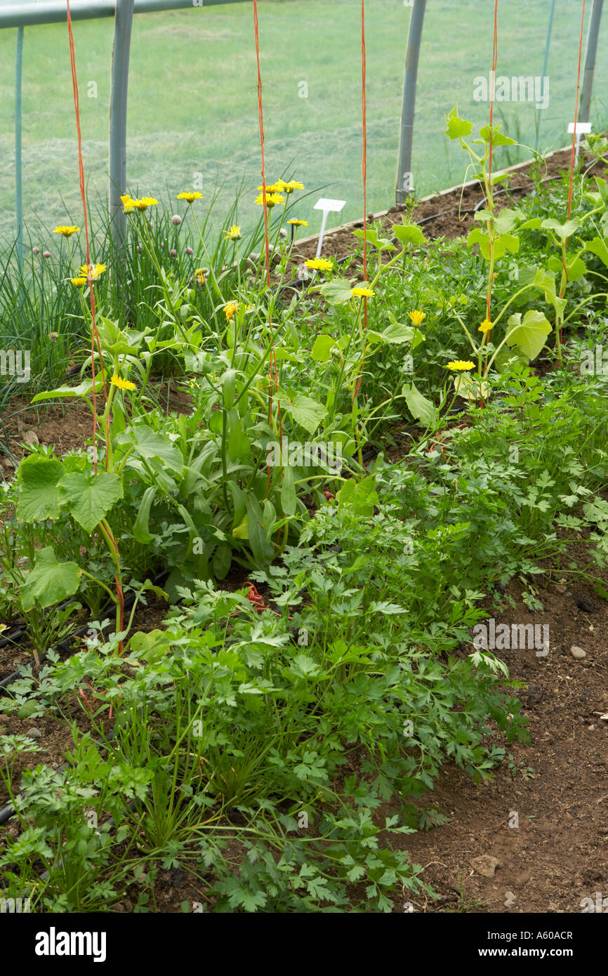 Companion planting in an organic polytunnel to encourage pollination ...