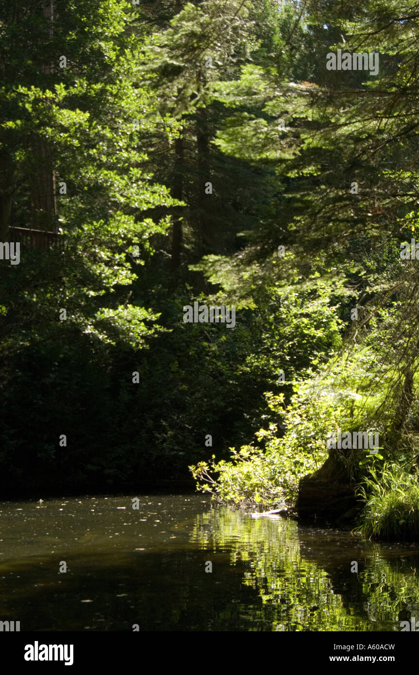Sunlight filters from behind a tree in the woods Stock Photo - Alamy