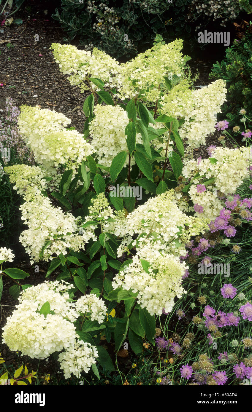 Hydrangea Paniculata Grandiflora