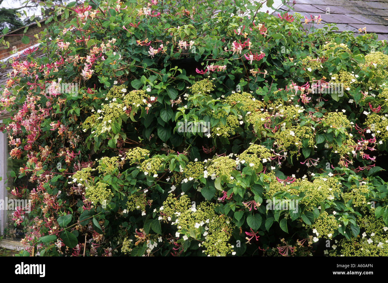 Hydrangea paniculata and Lonicera caprifolium Stock Photo - Alamy