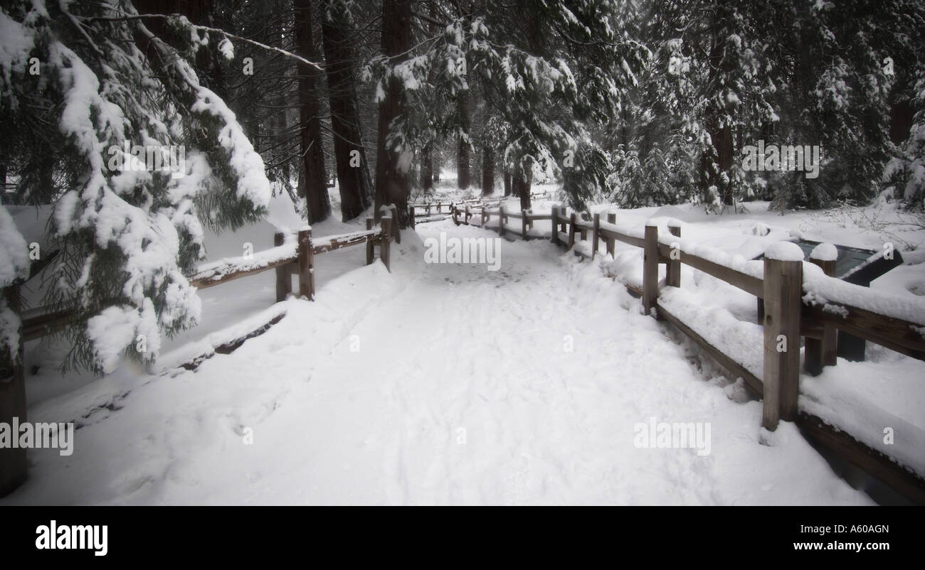 Snowy pathway through the trees Stock Photo - Alamy