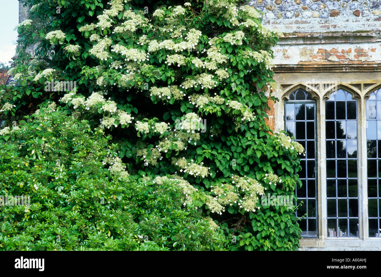 Hydrangea paniculata house wall windows Stock Photo - Alamy